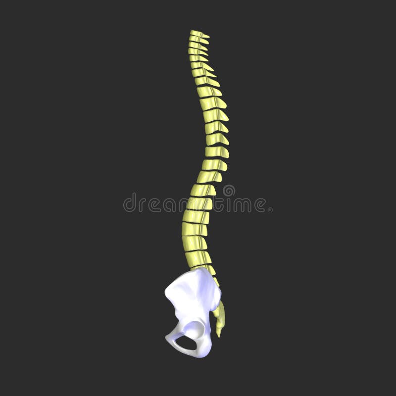 Backbone stock illustration. Illustration of bones, front - 55472001