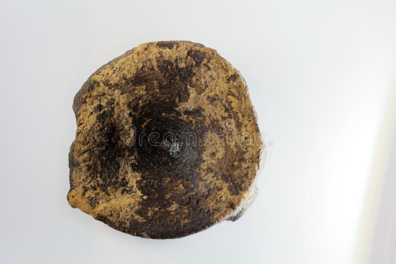 Backbone of a fossil fish stock image. Image of fossil - 54090281