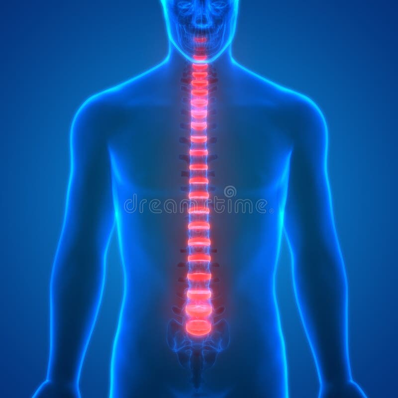 Backbone Intervertebral Disc Anatomy Stock Illustration - Illustration ...