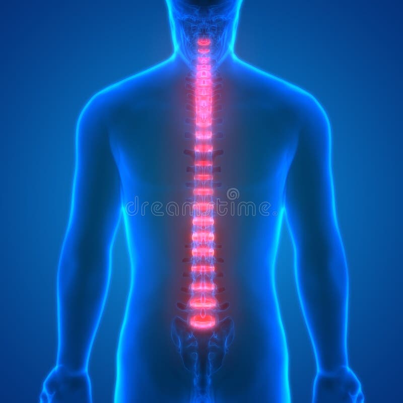 Backbone Intervertebral Disc Anatomy Posterior View Stock Illustration ...