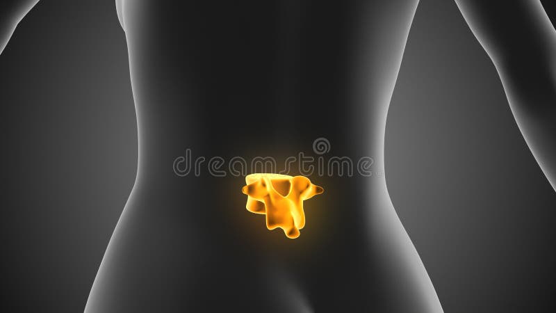 The Backbone or Spine of Humans Stock Illustration - Illustration of ...
