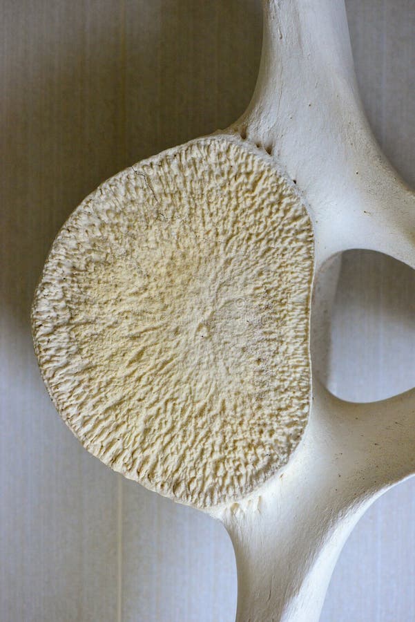 Backbone spine of a whale stock photo. Image of whale - 187719300