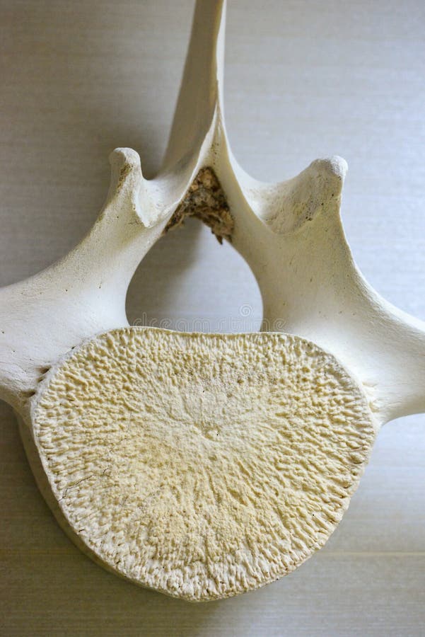Backbone spine of a whale stock photo. Image of whale - 187719300
