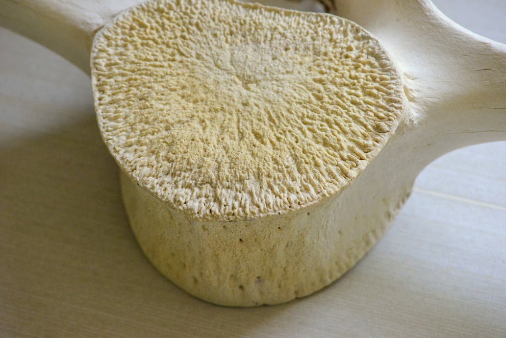 Detail of Whale Backbone Spine Whale Stock Image - Image of fish ...