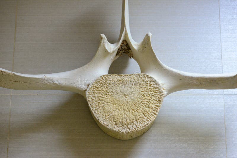 Detail of Whale Backbone Spine Whale Stock Photo - Image of fish, whale ...
