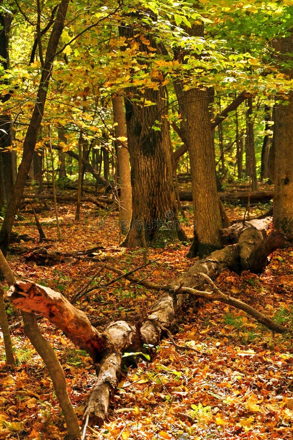 Backbone State Park stock image. Image of trees, trails - 43788623