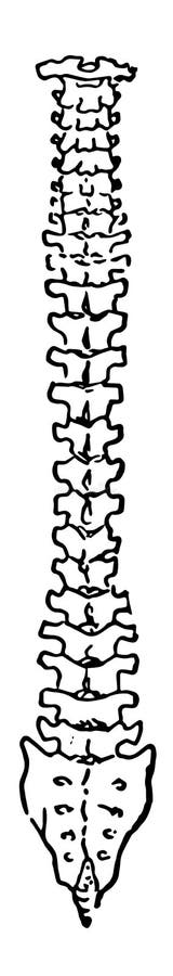 Backbone Drawing Stock Illustrations – 855 Backbone Drawing Stock ...