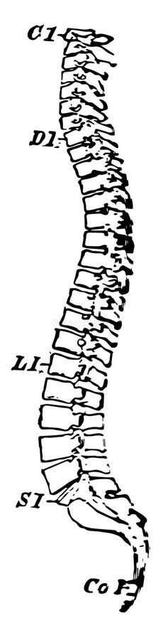 Backbone Drawing Stock Illustrations – 885 Backbone Drawing Stock ...