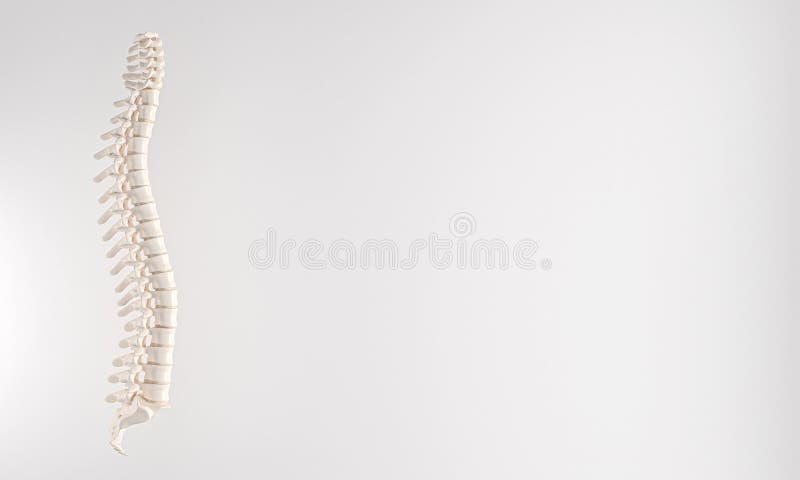 Backbone on White Background Stock Illustration - Illustration of spine ...