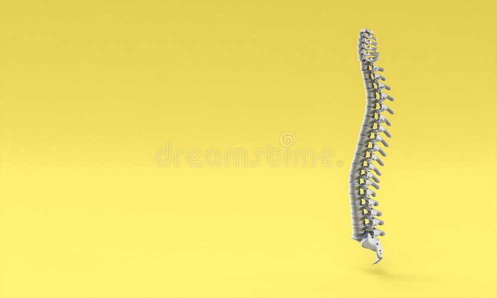 Backbone on Yellow Background Stock Illustration - Illustration of ...