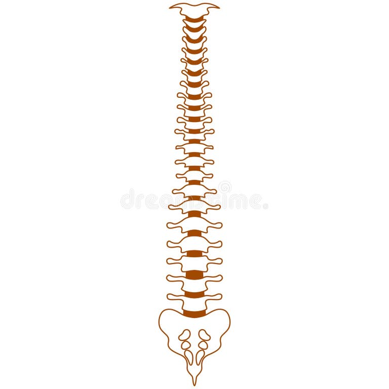 Backbones icon logo design stock vector. Illustration of orthopedic ...