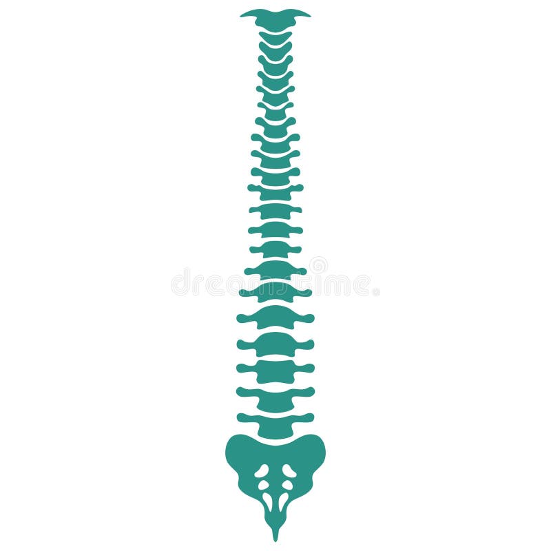 Backbones icon logo design stock vector. Illustration of body - 381974793