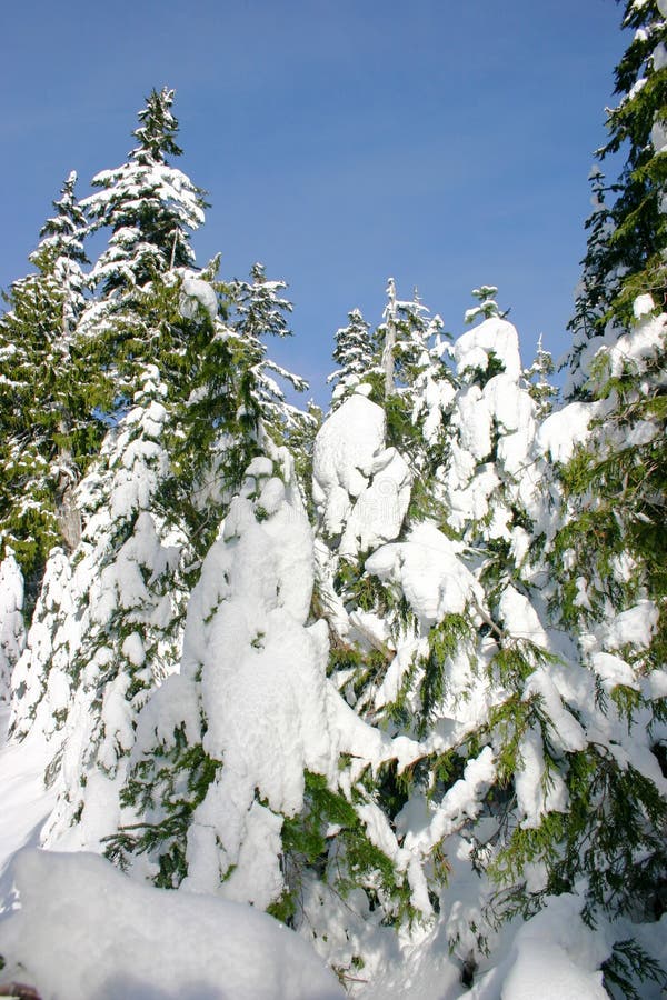 Backcountry winter pines stock photo. Image of winter - 7255544