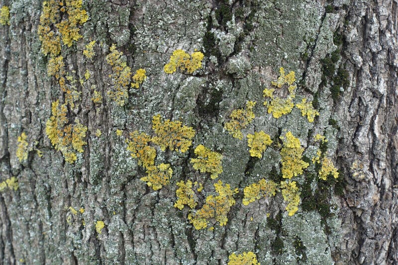 Backdrop - Bark of Norway Maple Covered with Dry Moss and Lichen Stock ...