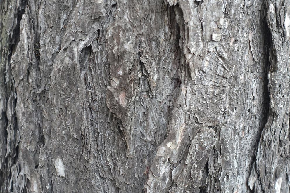 Backdrop - Dry Gray Bark of Pine Tree Stock Image - Image of texture ...