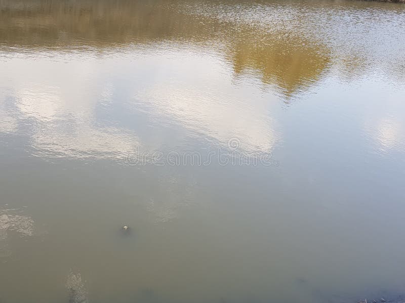 Reflection of Trees and Sky on Lake with Clean Water Stock Image ...