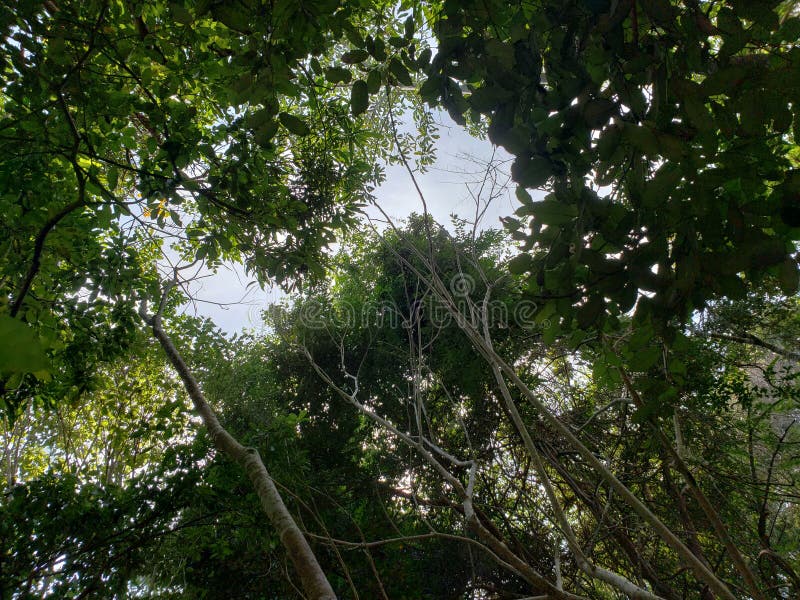 Foliage of Tropical Trees and Cloudy Sky, View from Below Stock Photo ...