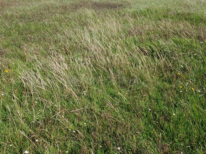 Grass in Motion by the Force of the Wind, Background and Texture Stock ...