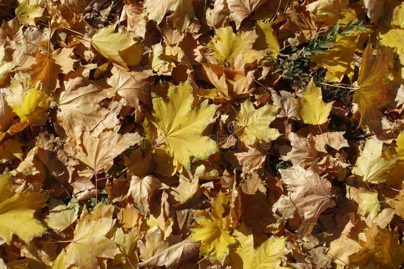 Backdrop - Fallen Leaves of Maple in October Stock Photo - Image of ...