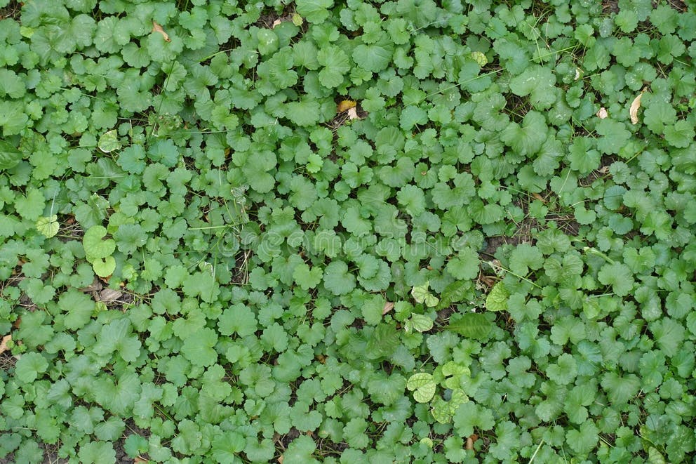 Backdrop - Green Leafage of Glechoma Hederacea in August Stock Image - Image of glechoma, nepeta ...