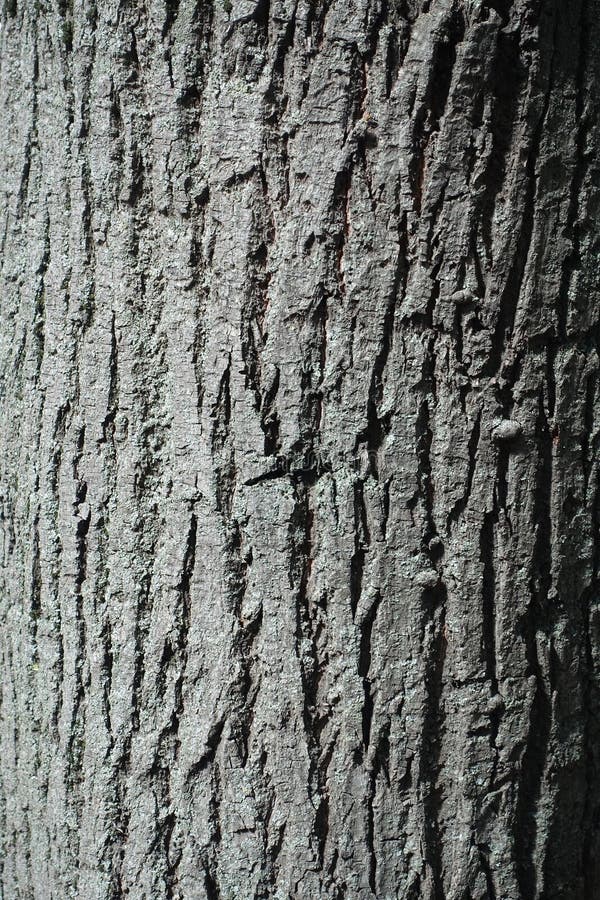 Backdrop - Grey Bark of Linden Tree Stock Photo - Image of vegetation ...