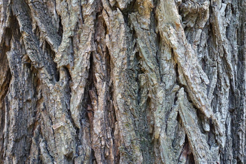 Backdrop - Grey Bark of Field Elm Stock Image - Image of macro, texture ...