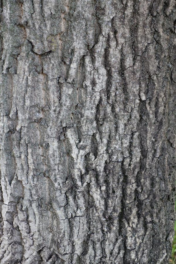 Backdrop - Gray Bark of Persian Walnut Tree Stock Image - Image of ...