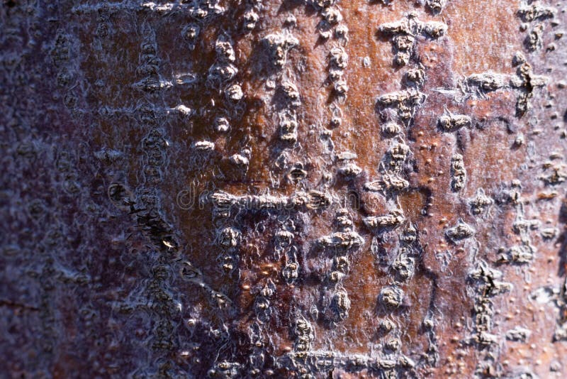 Backdrop Made of Textured Wooden Bark with Rough Grains with Sunlit and ...