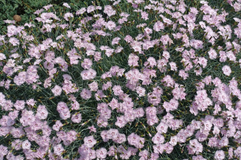 Backdrop - Numerous Light Pink Flowers of Garden Pink Stock Image ...