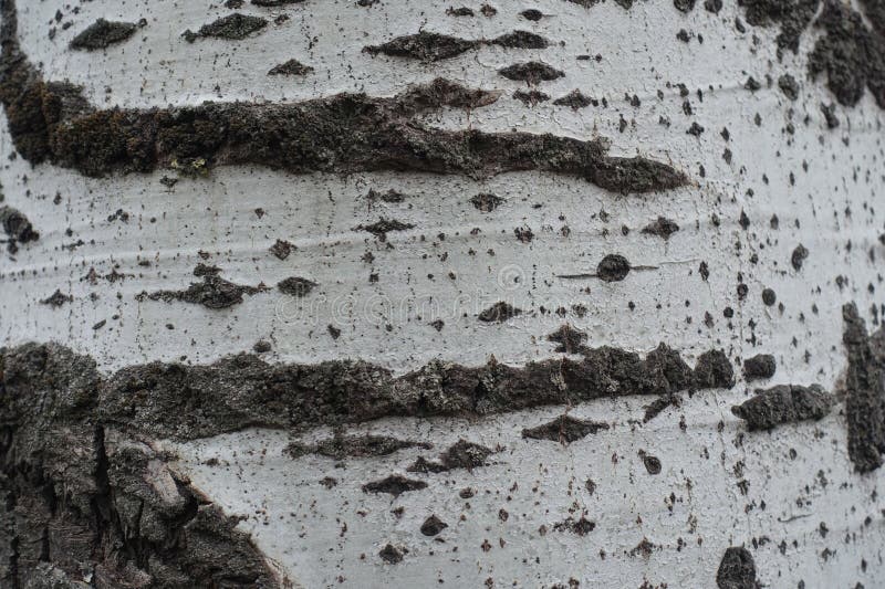 Backdrop - Pale Green and Black Bark of White Poplar Stock Photo ...