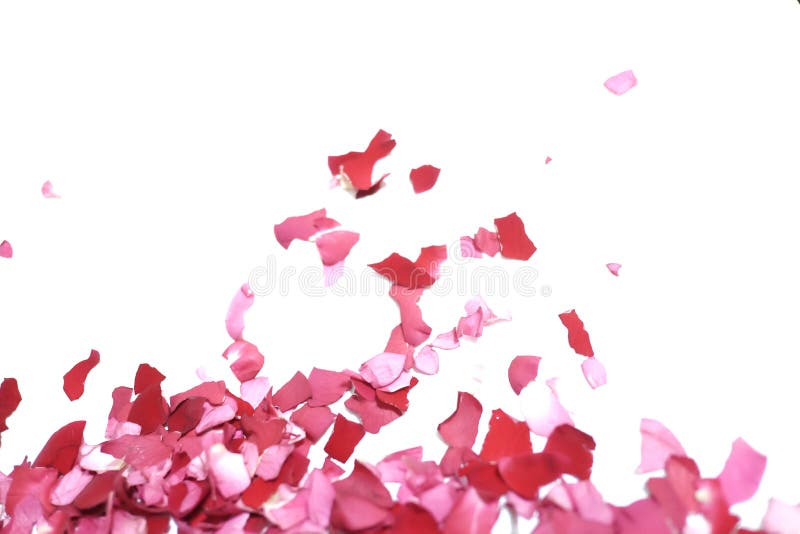 Many Pieces of a Torn Pink Rose Corolla on White Isolated Background ...