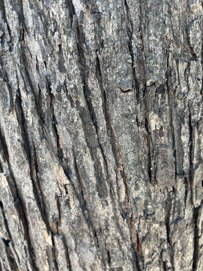 The Backdrop of Tree Bark ,BACKGOUND Stock Photo - Image of shaed ...