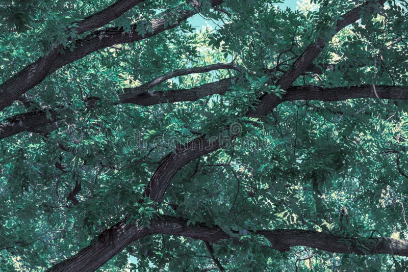 Abstract Background with Tree Branches Stock Photo - Image of summer ...