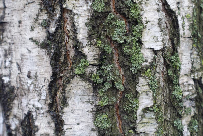Backdrop - White Bark of Birch with Lichen and Moss in Mid December ...