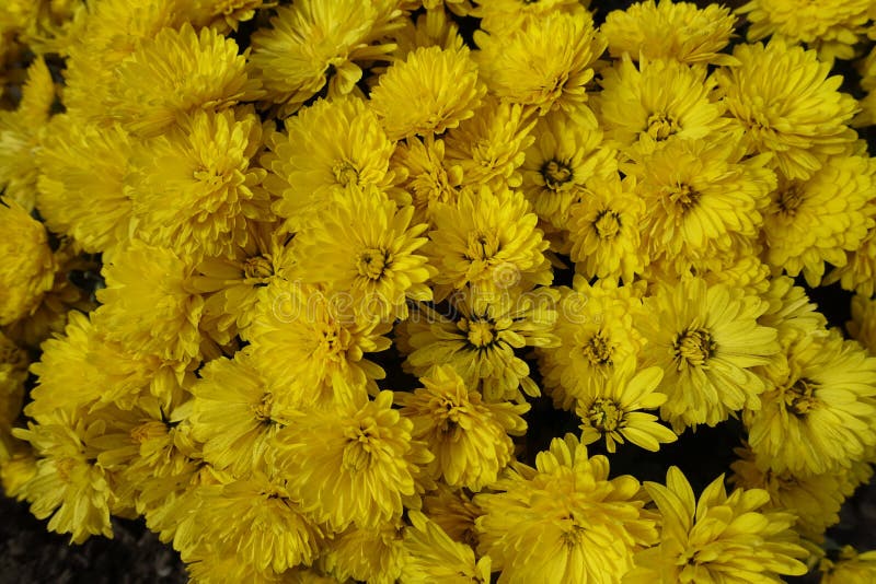 Backdrop - Yellow Flowers of Tulips Stock Image - Image of outdoors ...