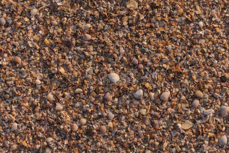 Shell beach background stock image. Image of grain, golden - 112161665