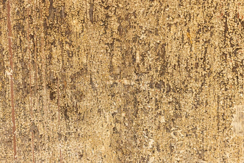 Damaged Light Brown Wood Door with Grainy Vertical Texture Stock Image ...
