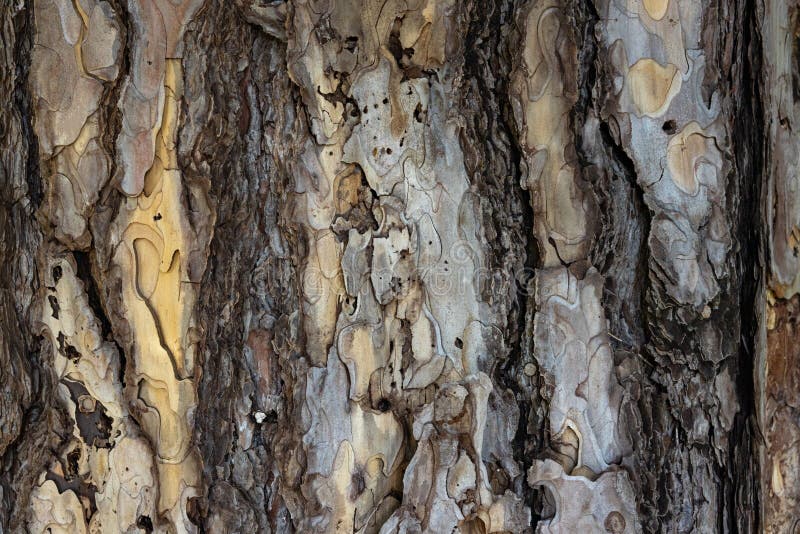 Muted Rough Multi Tone Dark Brown, Gray and Yellow Tree Bark with Many ...