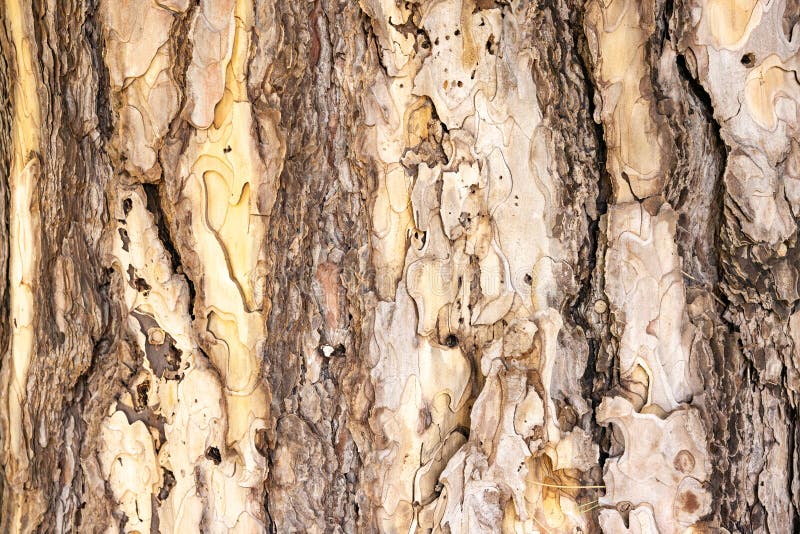 Bright Semi Smooth Multi Tone Brown and Pale Yellow Tree Bark with Many ...