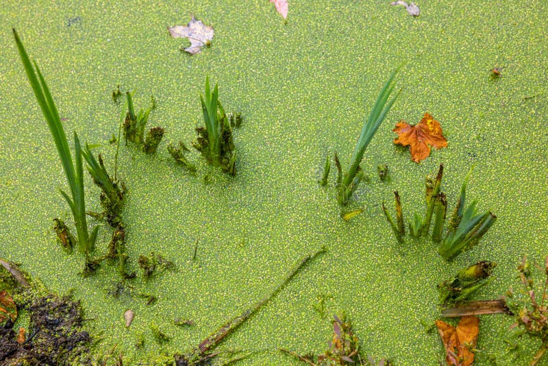 Bright Green Pond with Scattered Plants and Fully Covered by Duckweed ...