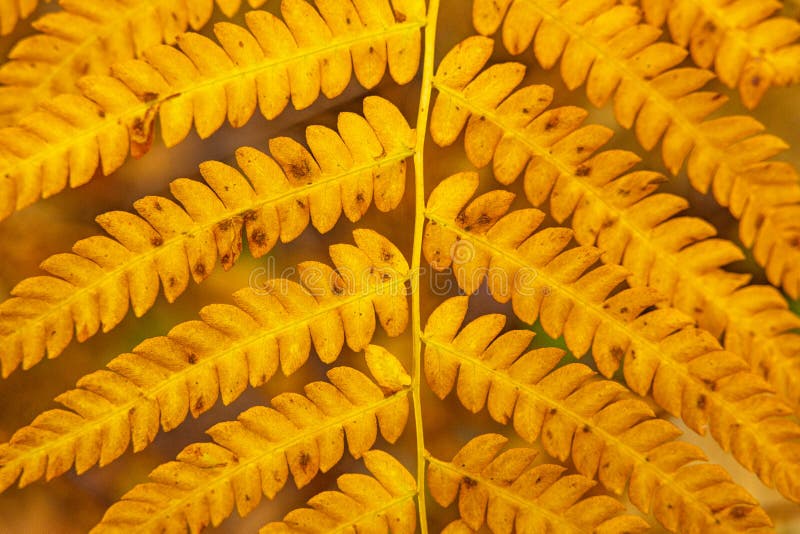 Golden Fall Colored Symmetrical Cold Hardy Fern Close Up Background ...
