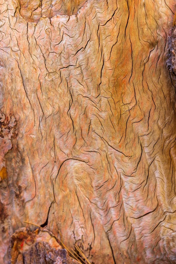 Close Up of a Shining Smooth Multi Tone Light Brown Tree Bark with Many ...