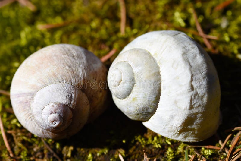 Background of the Abandoned Shell of a Forest Snail in the Open Air ...