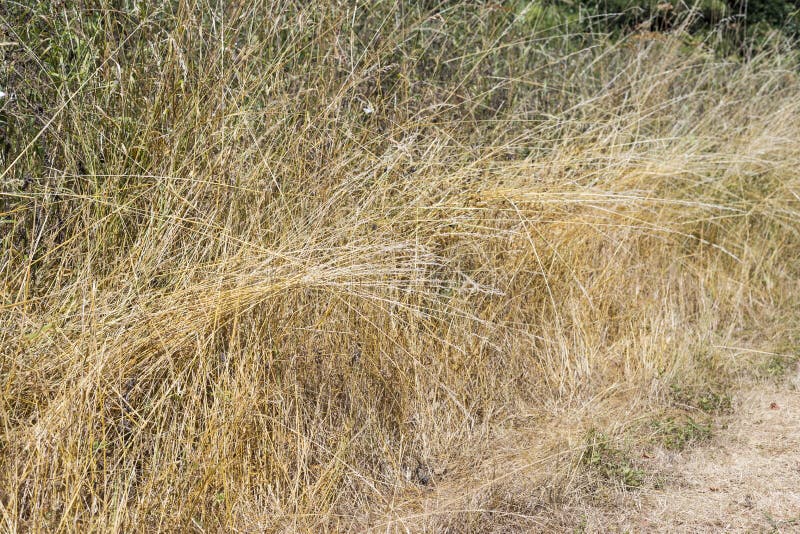Dry yellow grass stock photo. Image of graphic, background - 126089244