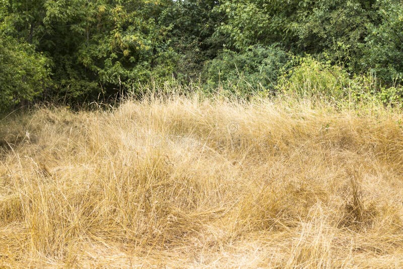 Dry yellow grass stock image. Image of dead, close, flora - 126089489