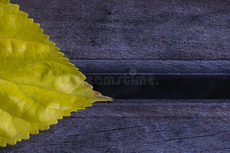 Background Abstract Yellow Leaf Wallpaper Stock Image - Image of leaf ...