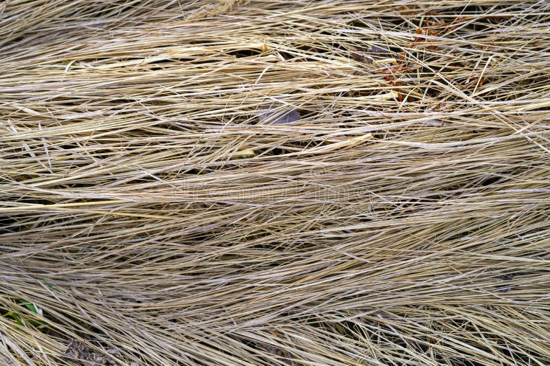Background of a Aged Dry Straw Withered Heap of Grass. Stock Image ...