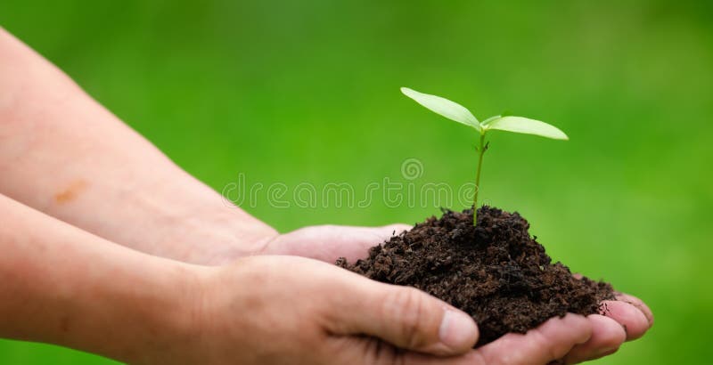 Background Agriculture Holding a Sapling of a Tree Stock Photo - Image ...