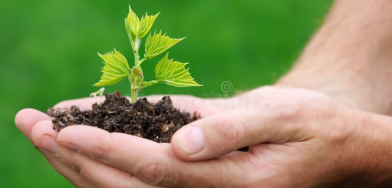 Background Agriculture Holding a Sapling of a Tree 3d Illustration ...