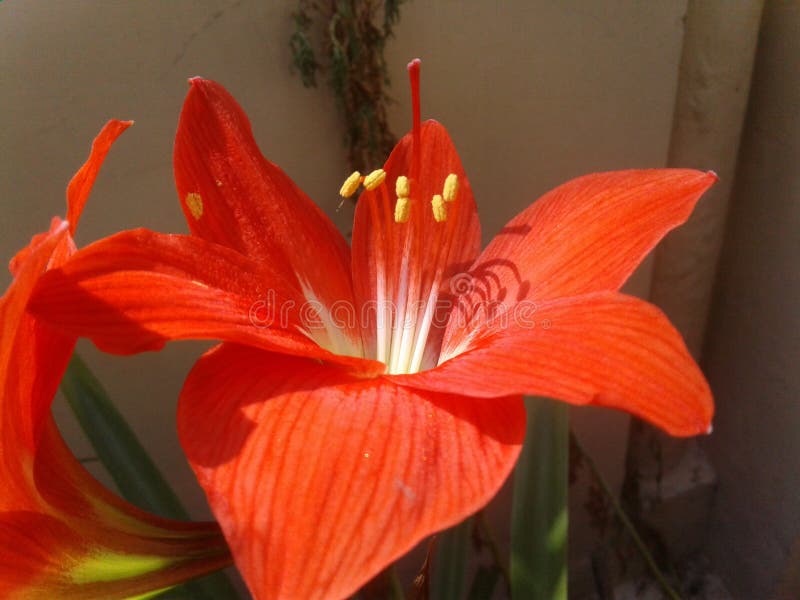 A Background with Amazing Red Lilly...... Stock Photo - Image of ...